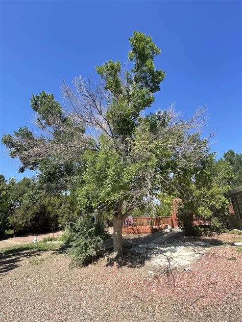 Tree Status Rarborists