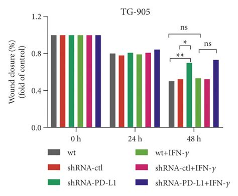 Pd L1 Knockdown Inhibits Glioblastoma Cell Migration A Wound Healing