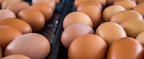 Latest Technological Trends In The Egg Processing Industry Bg Makina