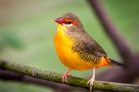 Birds With Orange Chest With Pics Global Birding Initiative