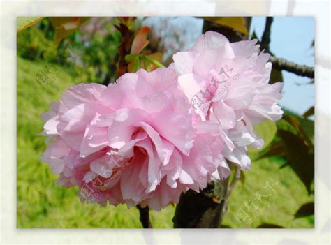 樱花图片素材 编号15291530 图行天下