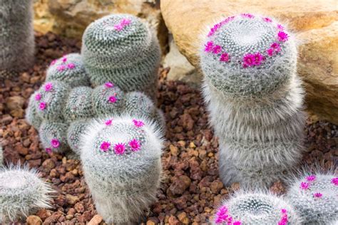 How To Care For Flowering Cactus Varieties Houseplant Central