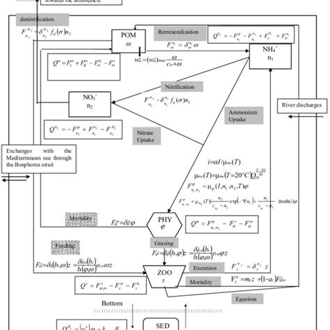 Schematic Representation Of The Ecosystem Model All The Interaction
