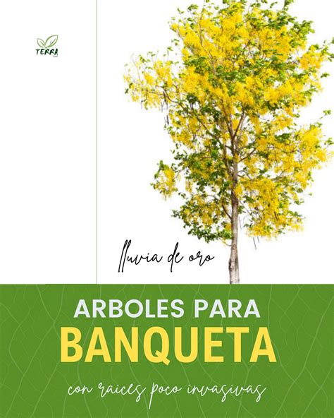Arboles Para Sembrar En Banqueta