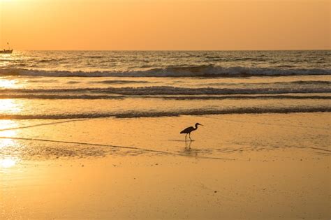 Premium Photo View Of Birds On Beach During Sunset