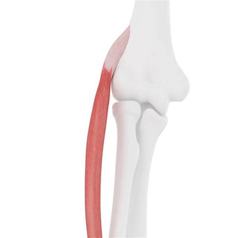 Anatomy Pedia ️ Extensor Carpi Radialis Longus⁣⁣
