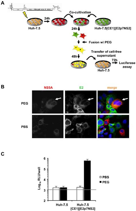 Trans Complementation Of Hcv Assembly And Release In Heterokaryons Download Scientific Diagram