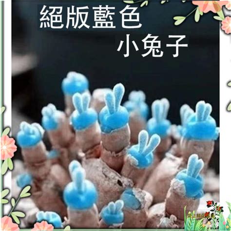 小樹盆栽 稀有多肉種子 碧光環多肉 稀有多肉種子 小兔子熊童子新種發芽率高水培植物 室內植物 迷你盆栽 蝦皮購物