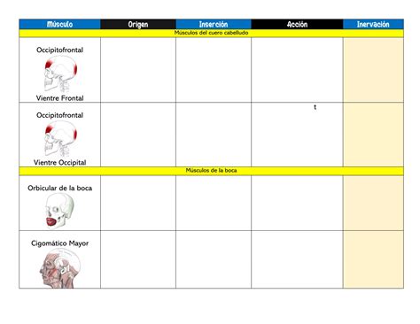 Tabla De Musculos Pdf
