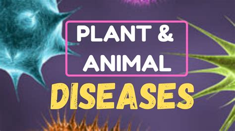 Diseases Microorganisms Ctet Dsssb Youtube