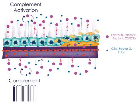 Bruchs Membrane