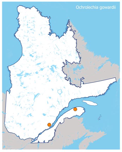 Ochrolechia Gowardii Lichensquébec