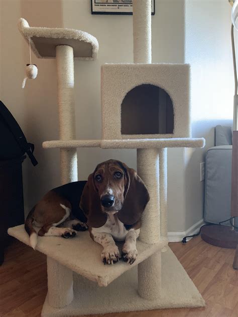 Got A New Cat Rbasset