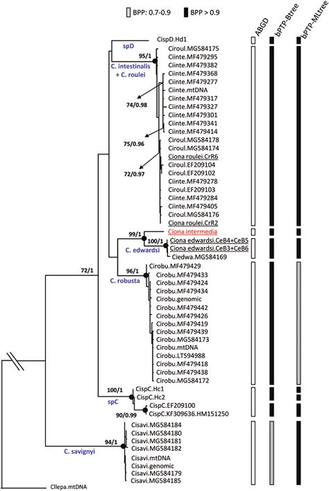 Maximum Likelihood Tree Based On The Coi Kb Fragment With Mapping