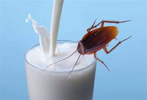 Cockroach Milk कॉकरोच का दूध है सेहत का खजाना वैज्ञानिकों ने किया