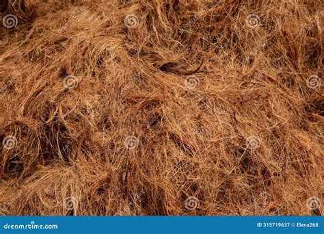 Coconut Coir Rope Making With Traditional Process Stock Image Image