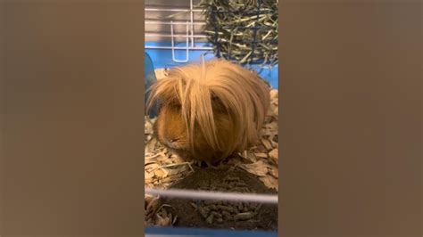 Guinea Pog Dad Here Youtube