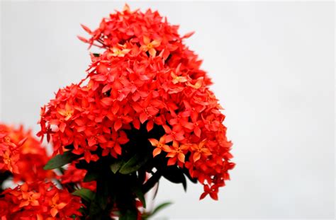 Cherishing India Flowers Of Odisha Part I