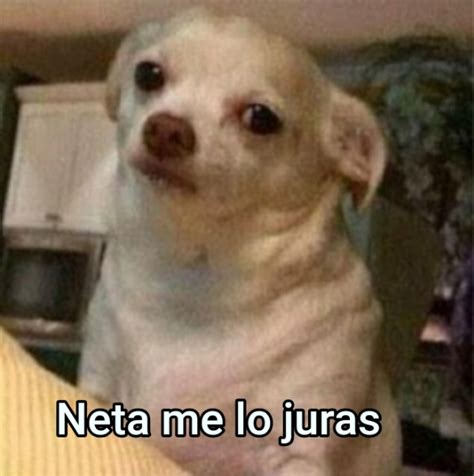 Neta Me Lo Juras Generador Memes