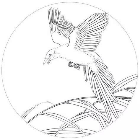 白头翁简笔画图片 简笔画白头翁怎么画 白头翁简笔画 大山谷图库