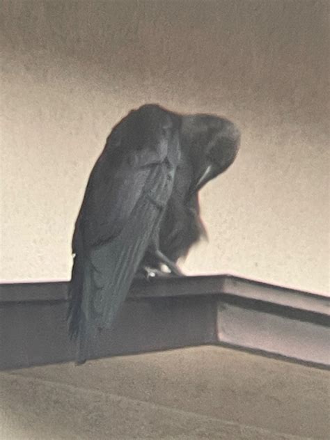 Fukafuka Pintor On Twitter あまやどり