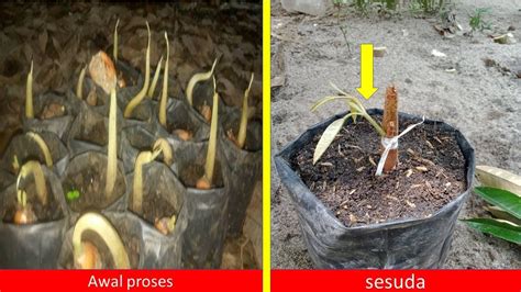 Cara Sambung Pucuk Durian Usia Dini Anti Gagal YouTube