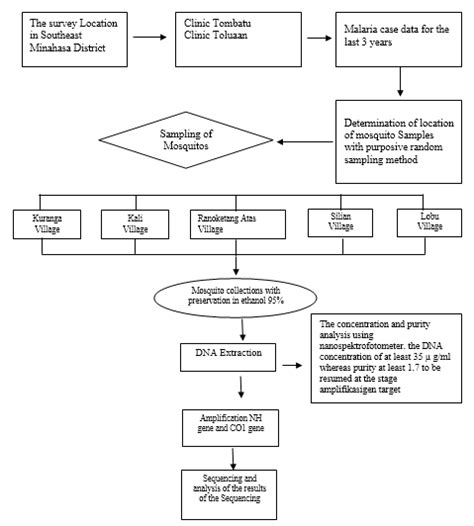Research Flowchart 3 Research Procedure 3 1 DNA Extraction Mosquito Download Scientific