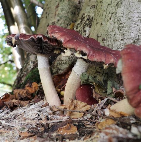 Wine Cap Mushroom Growing Tips