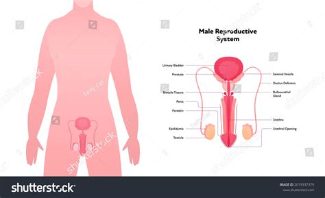 Human Reproductive System Anatomy Inforgaphic Chart Stock Vector