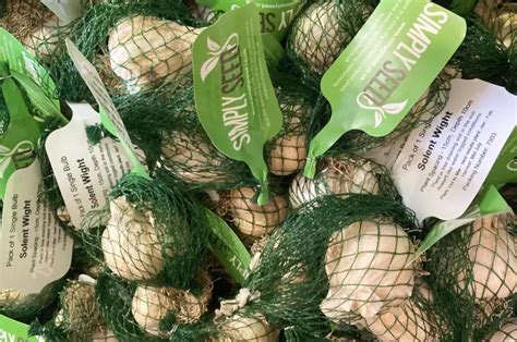 Tenderstar Runner Bean Seeds