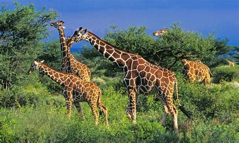 Giraffes In Africa