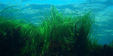 The Importance Of Seagrass Why We Should Conserve This Marine Habitat Gvi Uk
