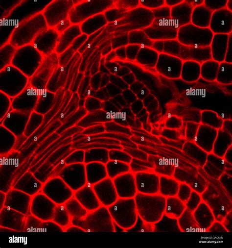 Plant Embryo Confocal Light Micrograph Median Central Longitudinal