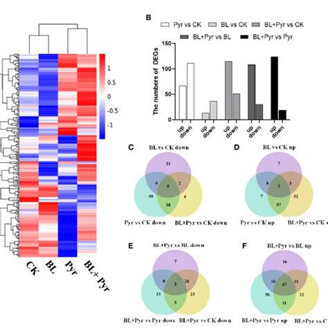 Bl Pyr Activated The Transcription Of Genes Related To Photosynthesis
