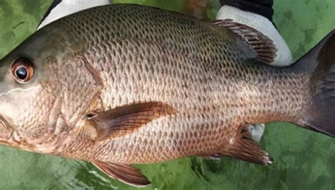 Improved Supply Set To Boost Red Snapper Farming In India