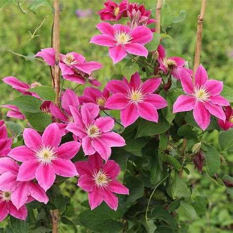 Buy Early Large Flowered Clematis Group 2 Clematis Vicki Evipo114