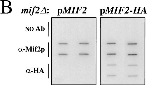 Budding Yeast Centromere Composition And Assembly As Revealed By In