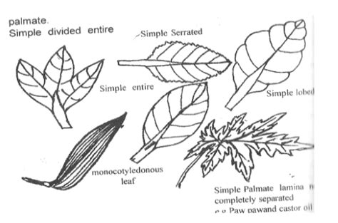 TYPES OF LEAVES Revisionug Com