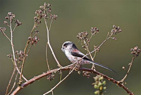 Feeding Garden Birds How To Get Started Verdigris Uk