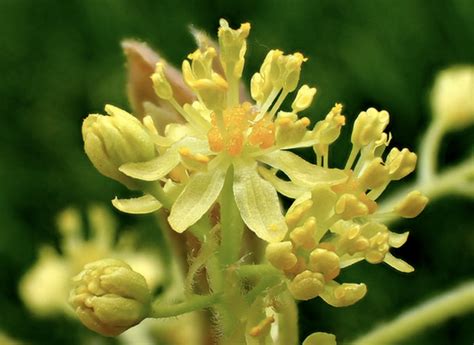 Sassafras An Important Native Plant Food Source The Pitt County