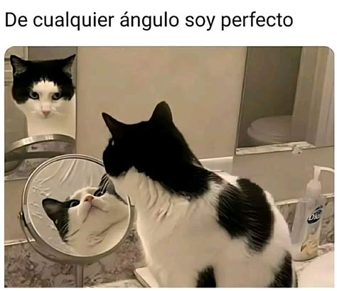 Pin De Viku En Stickers En 2025 Imágenes Divertidas Meme Gato