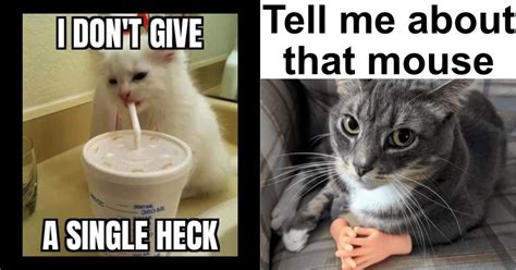 Rebellious Cat Memes Of Lordly Felines 😹