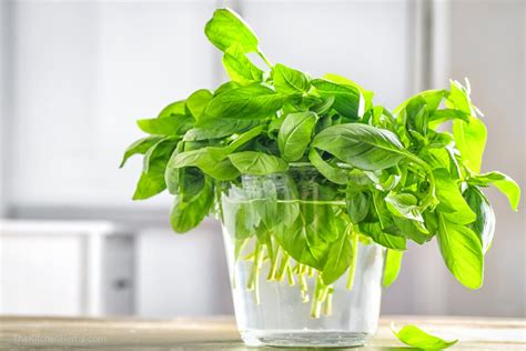 How To Store Basil The Kitchen Herbs