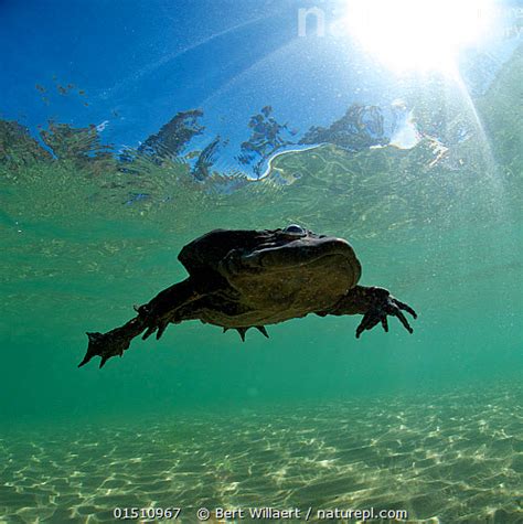 песочница слитых ле гушиц Anon картинки гифки прикольные комиксы интересные статьи по теме