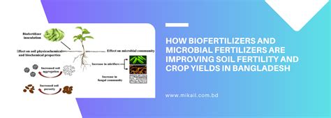 Biofertilizers And Microbial Fertilizers The Future Of Agriculture In Bangladesh