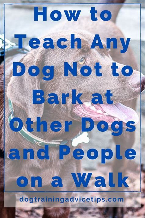 Develops Your Dogs “hidden Intelligence” To Eliminate Bad Behavior