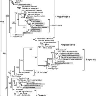 Phylogeny Of Squamate Reptiles Based On Parsimony Analysis Of The