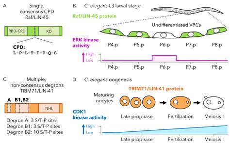 The Highs And Lows Of FBXW7 New Insights Into Substrate Affinity In