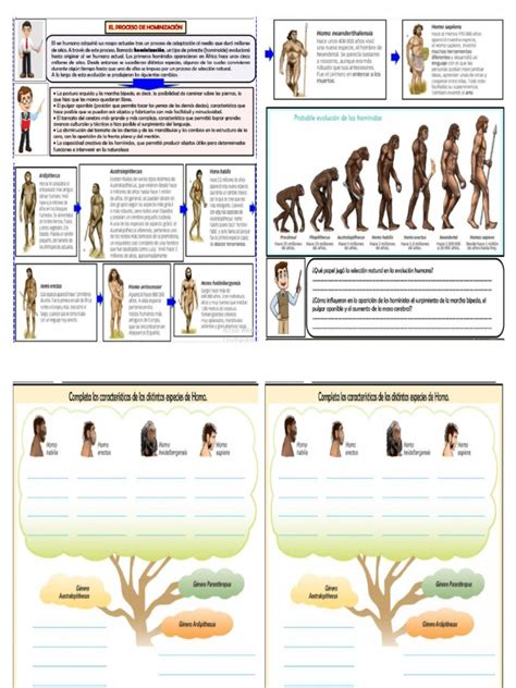 Proceso De Hominización Pdf