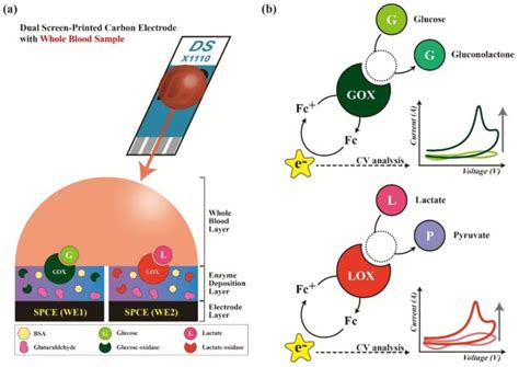 Article Obesity Electrochemicalbiosensor Dualelectrodes Glucose